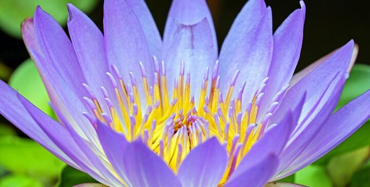 Mindset Development Introduction -Aligning With Earth