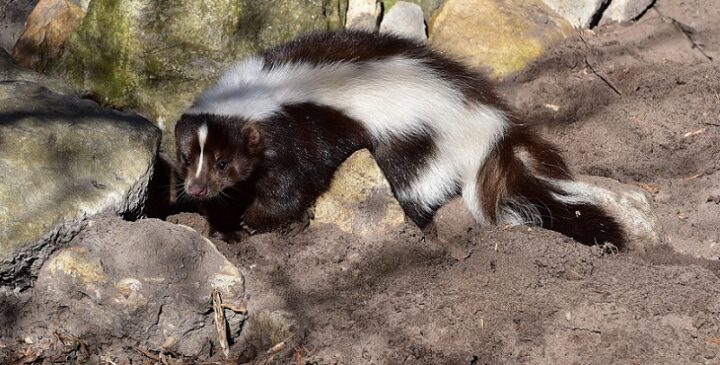 34. The Smell of a Skunk -Aligning With Earth
