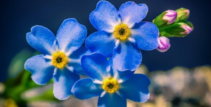 Flower Essences of Self #3 -Aligning With Earth