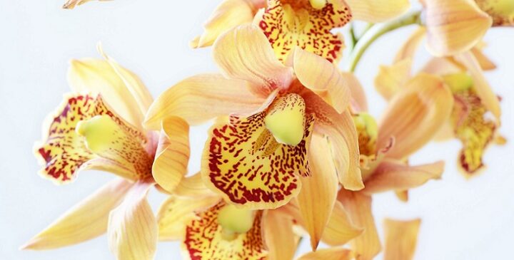 Flower Essences of Self #7 -Aligning With Earth